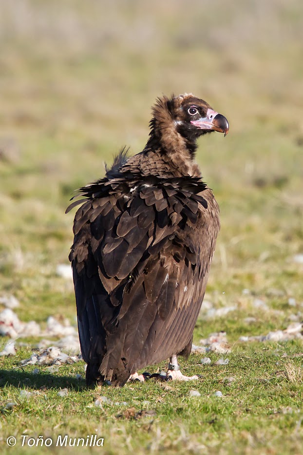 Aves de Navarra/Nafarroako hegaztiak: El imponente buitre negro
