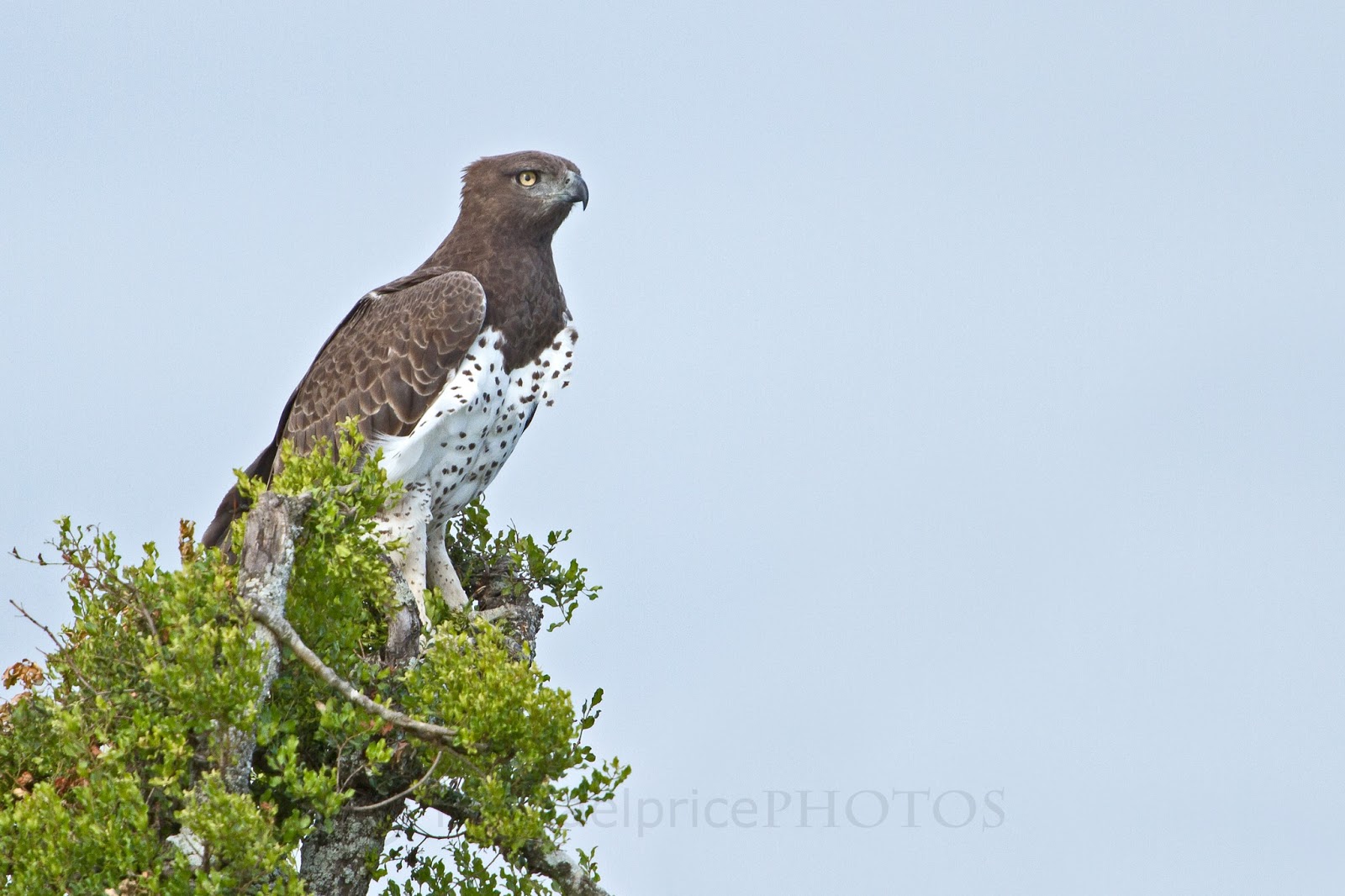 Five Star Lodge in the Addo Elephant National Park: Birds seen in
