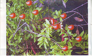 AYURVEDAM - ఆయుర్వేదం: DR . ELCHURI RECIPES WITH DANIMMA CHETTU ...