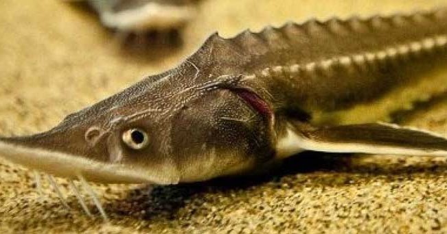 Sterlet aspic ★ Soviet Cooking