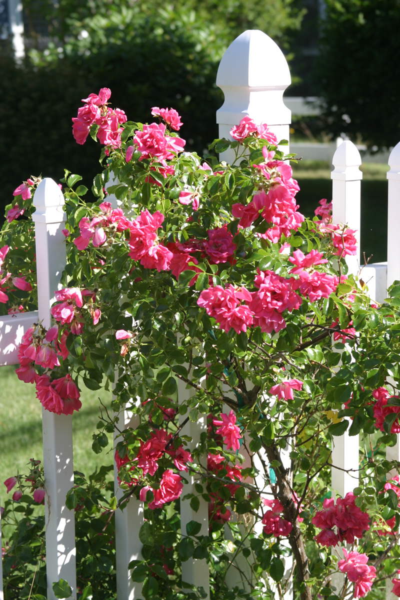 Cheryl Johnson Photography