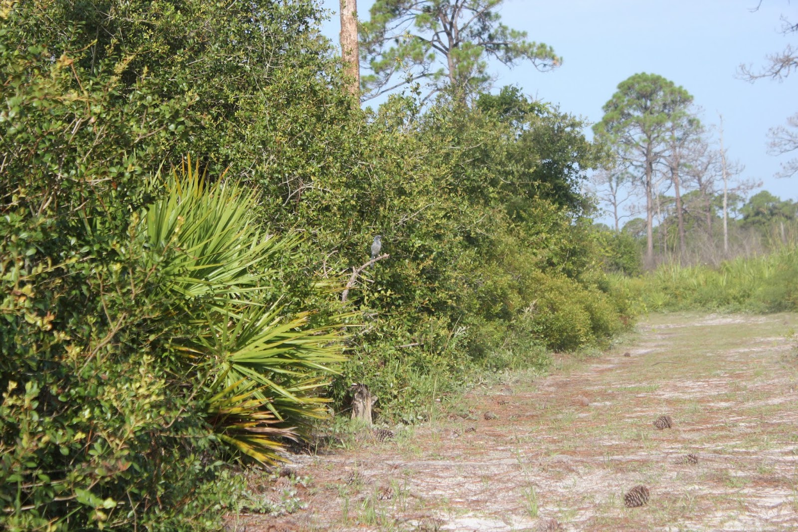 Sammy the Hoopoe's Eco Adventures: Scrub Walk, Venice Florida July 8th