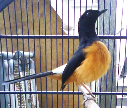 Pencinta Burung Berkicau: MURAI BATU