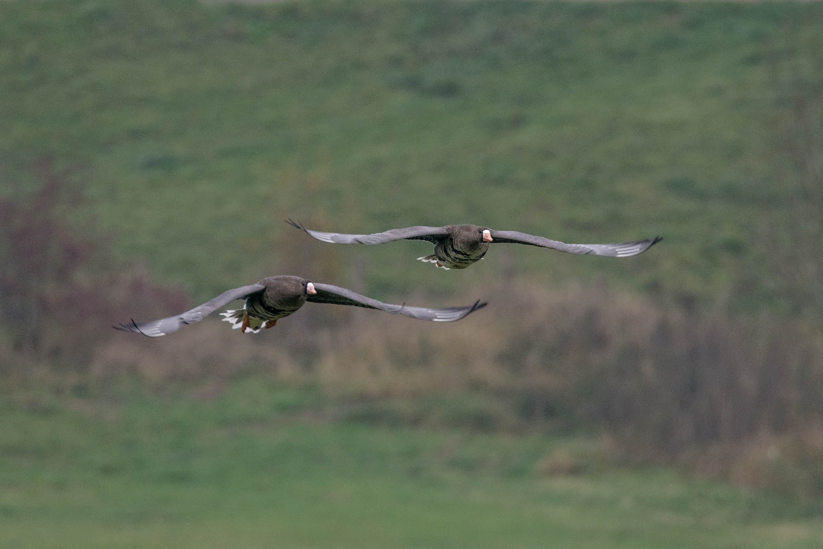 Claes`s Photo blog: flying with the greater white-fronted goose