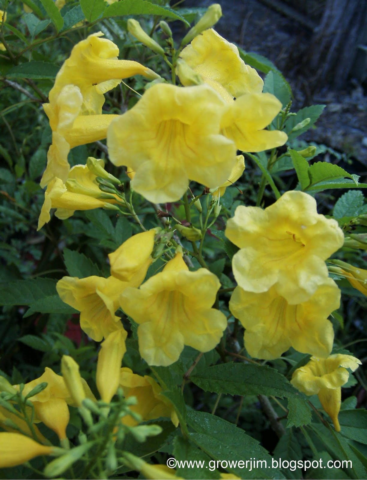 Garden Adventures: Tecoma stans