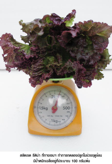 ZEN HYDROPONICS: สลัด รีดิน่า (Red Redina Lettuce)