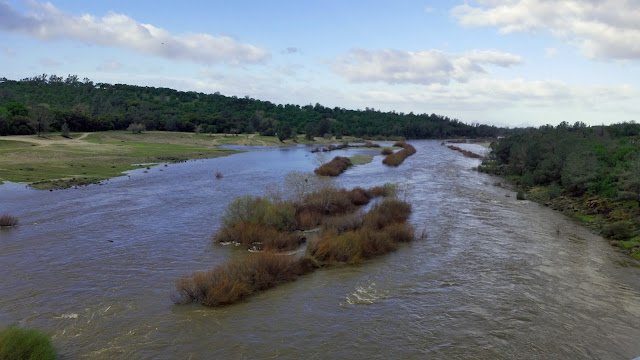 Jon Baiocchi Fly Fishing News: Lower Yuba River High Flows 3/6/2016 ...