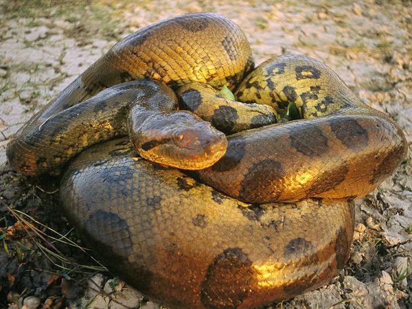 Wings & Fangs Conservation Trust: World's Largest Snake : Anaconda