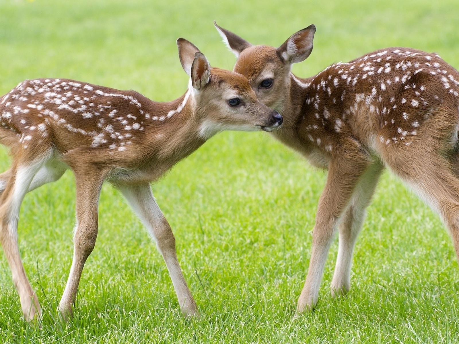 Fotografías de ciervos en la naturaleza