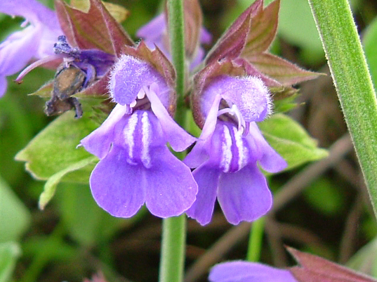 LA ESENCIA DE LA TIERRA: AROMATERAPIA