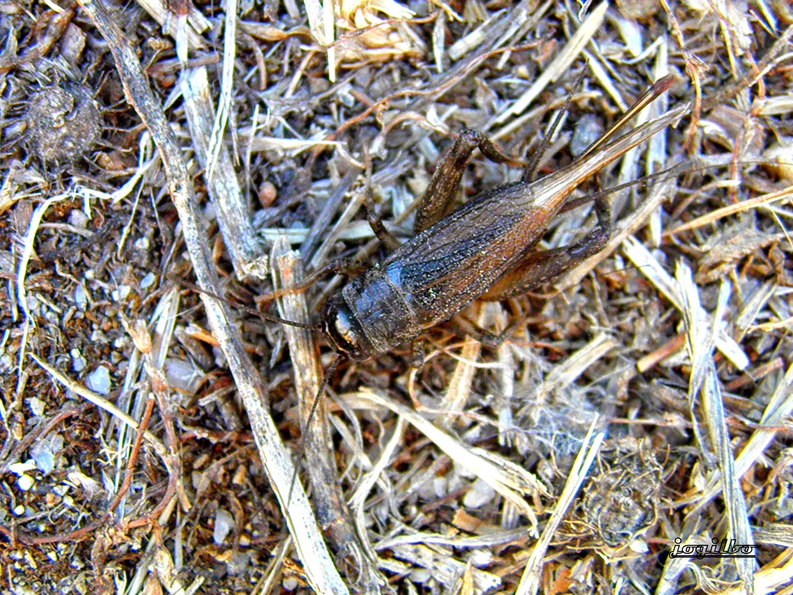 benquerer: Grilo-doméstico (Acheta domesticus)