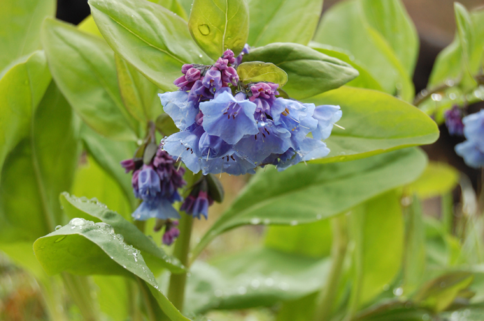 Early Spring Flowers In Virginia