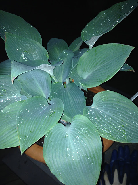 Halcyon Days: A Gift: Halcyon Hosta