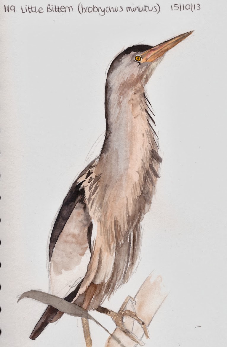 Learn.Draw.BIRD.: 119. Little Bittern (Ixobrychus minutus)