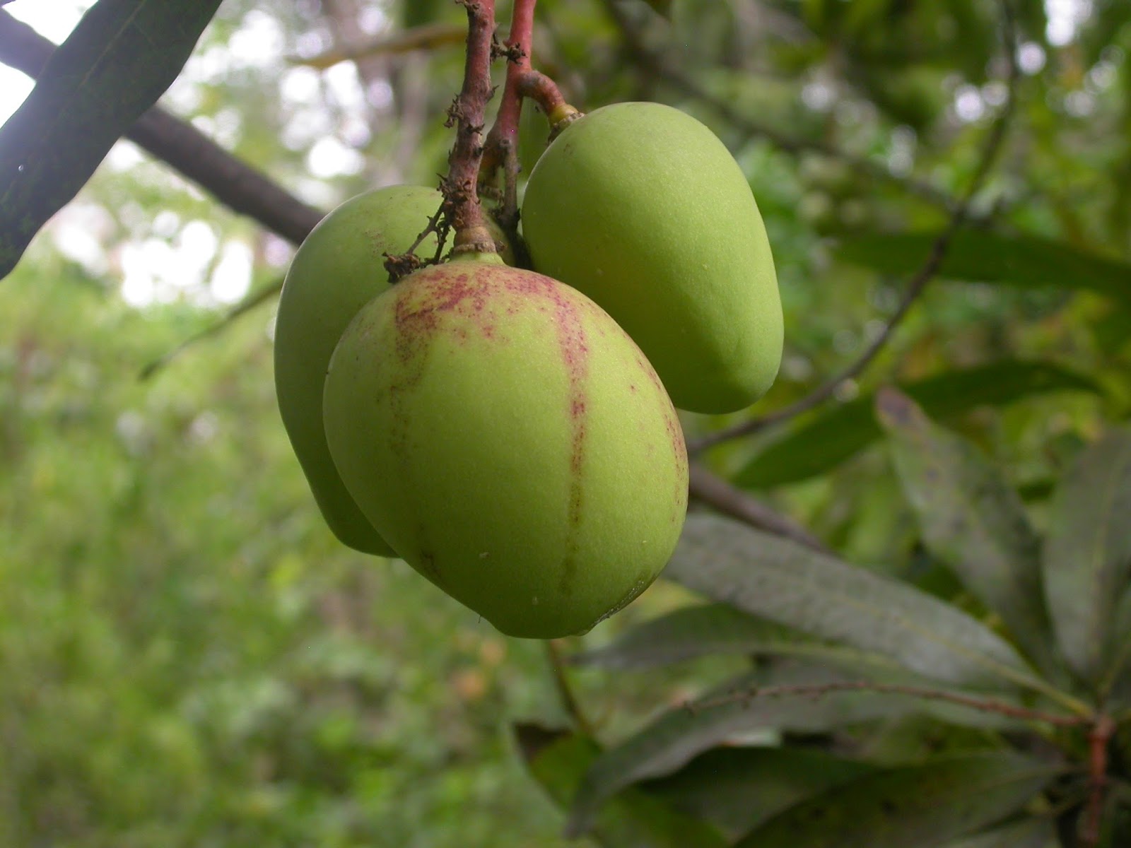 Barbados Flora & Fauna: Mango