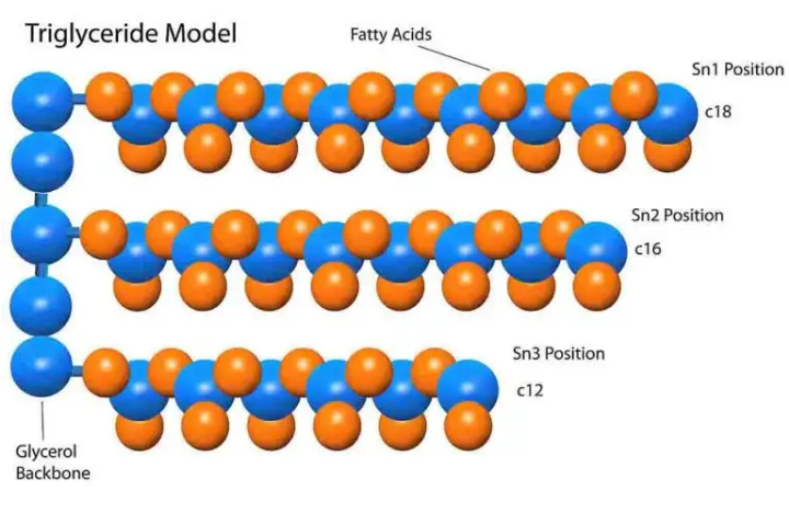 Manteara: Cara buang Lemak dalam Badan