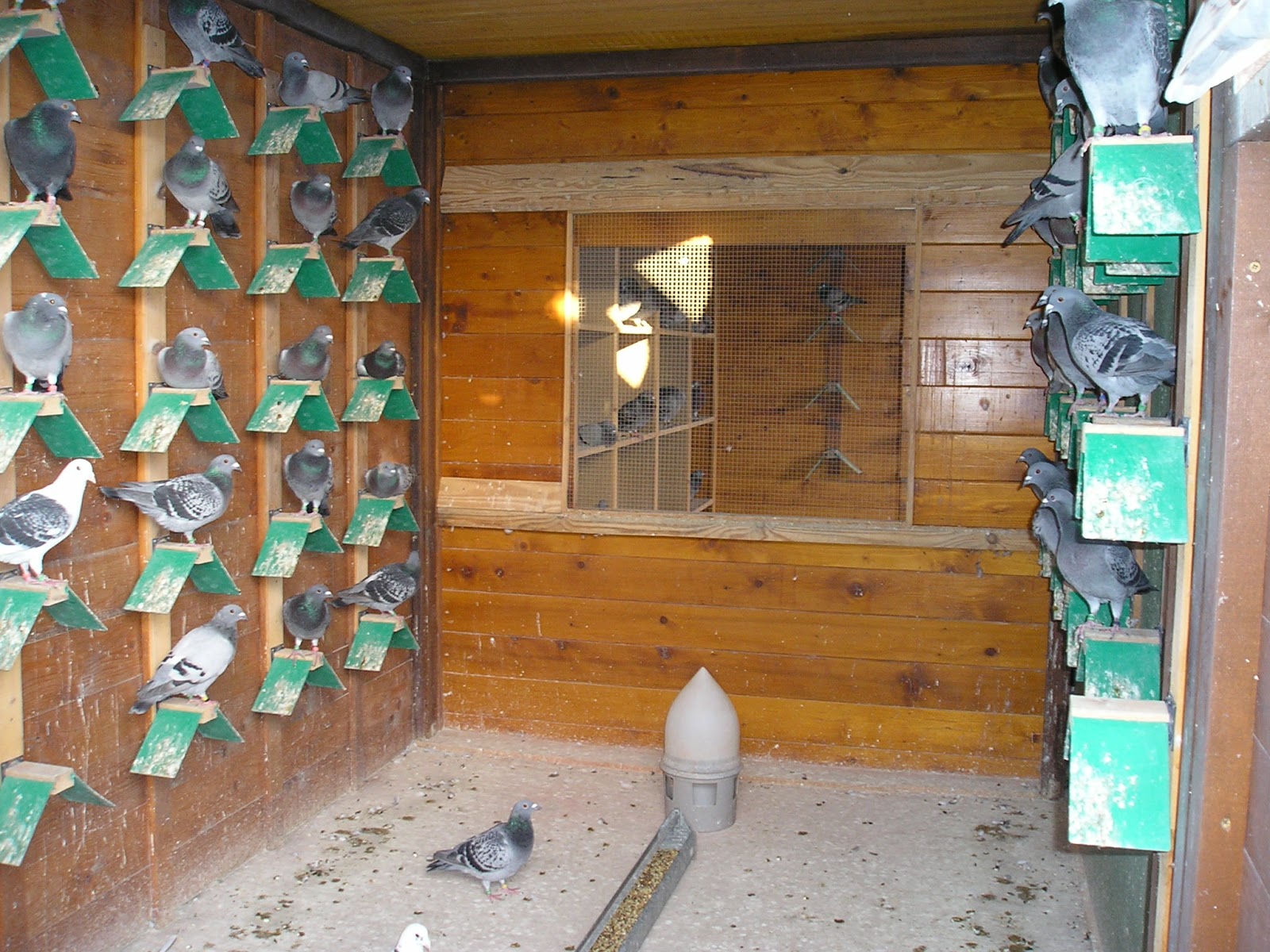 Palomar de Salvador Folqués: MI PALOMAR DE VUELO