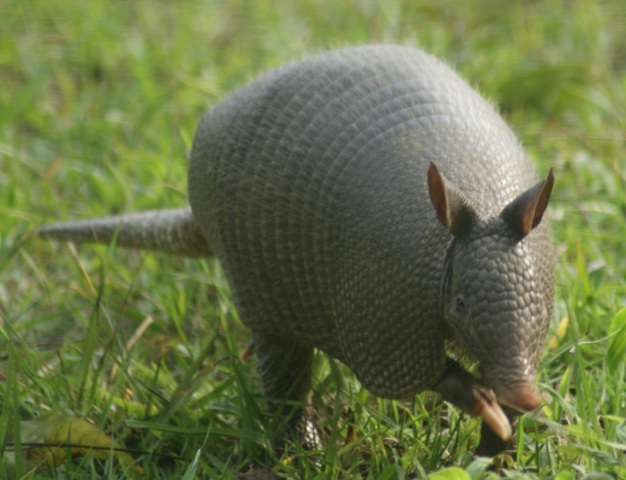 Diario de Campo: Un día en la estación de monitoreo de aves en el ...
