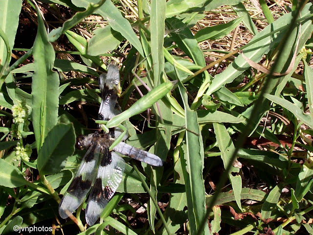Photos by Jan: Praying Mantis Attacking a Dragonfly