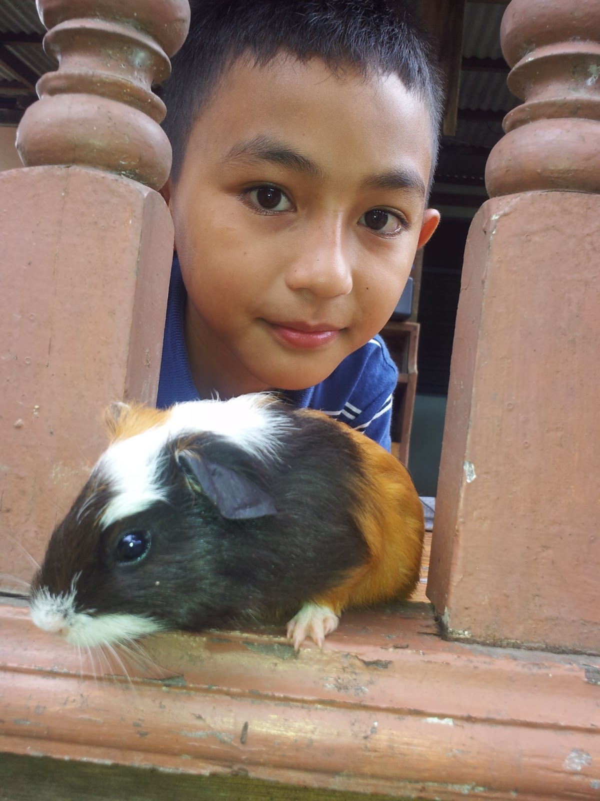 FAIZ FARM: Tikus Belanda