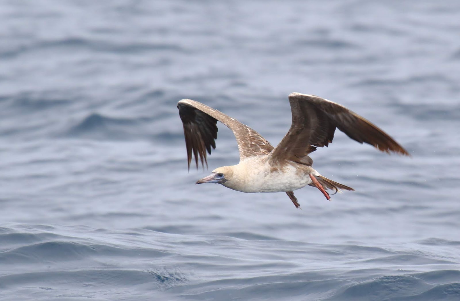 Red-footed Booby at sea - Greg in San Diego