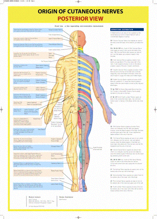 Walk Down the Memory Lane: #Health Info: Nervous System Anatomy