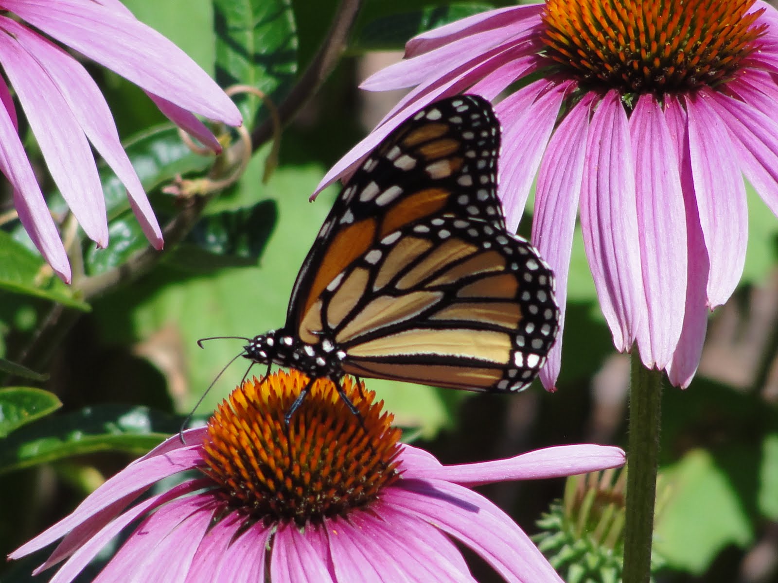 More Butterflies…. | Mary Richmond's Cape Cod Art and Nature