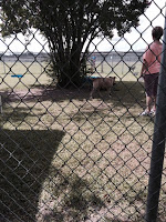 The Inner PupDates: AIMEE SADLER, THE GIFT OF LIFE