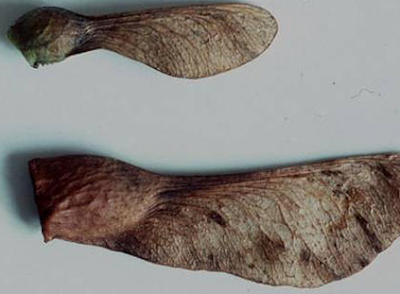 Experiencing the Woods: SPINNING SYCAMORE SEED EXPERIMENT