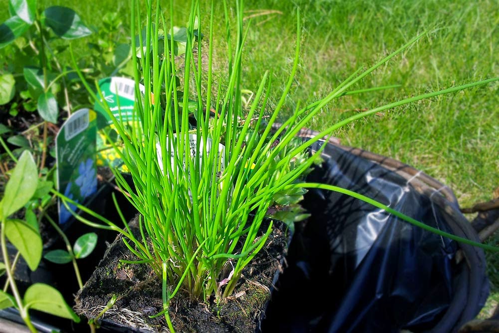 Lomalla puutarhassa: Kasvimaan kasvit ja yrtit - mausteminttu ...