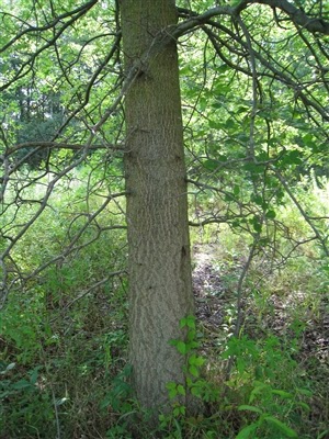 Trees Planet: Quercus palustris - Pin Oak