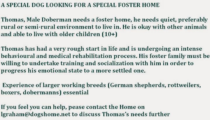 dogs: preloved dogs free to good home