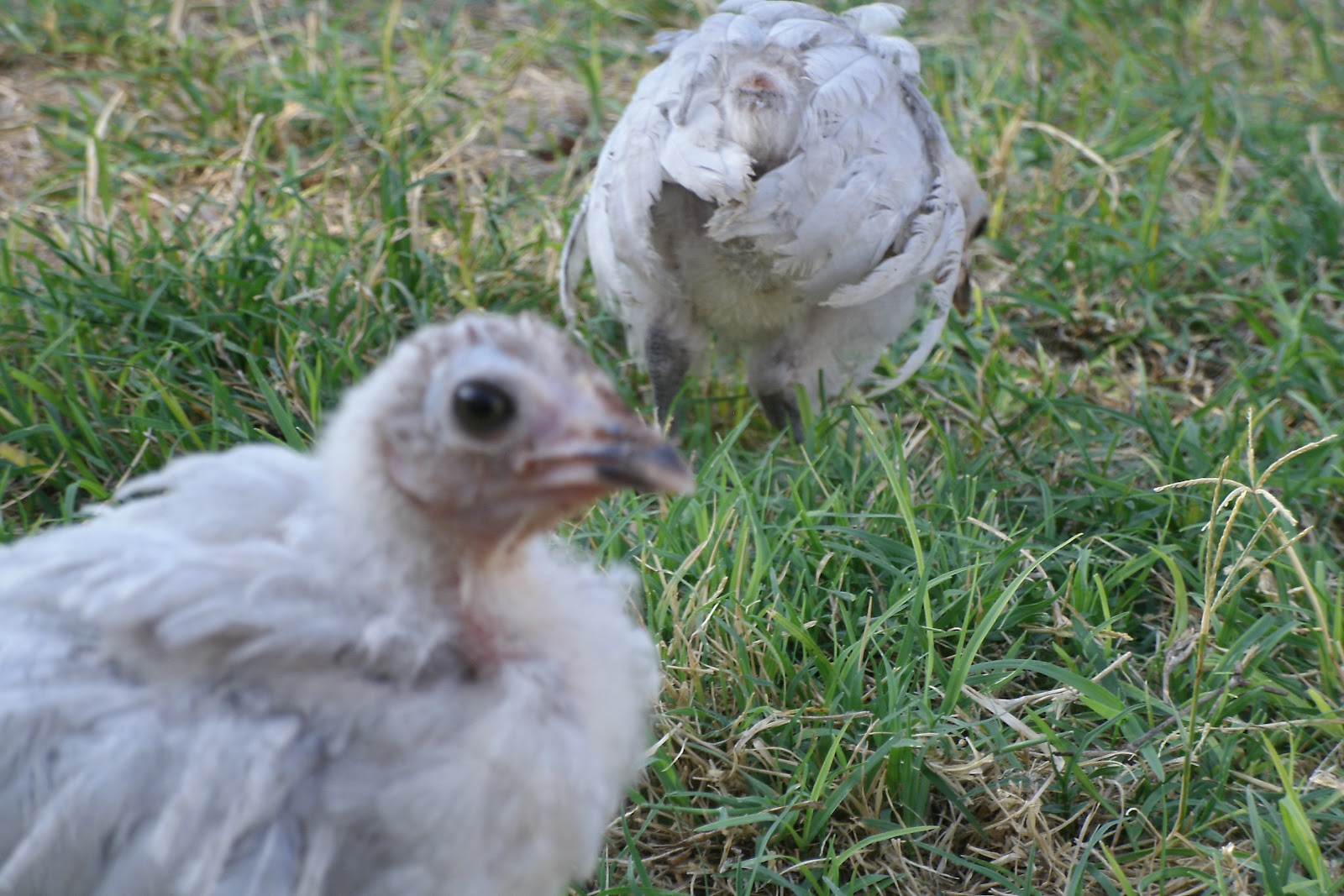 Guess what? CHICKEN BUTT!! Show us your tail-feathers! (Your CHICKEN'S ...