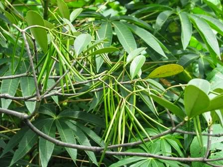 Ramuan Herbal Stroke dengan Tanaman Pulai - Info Stroke