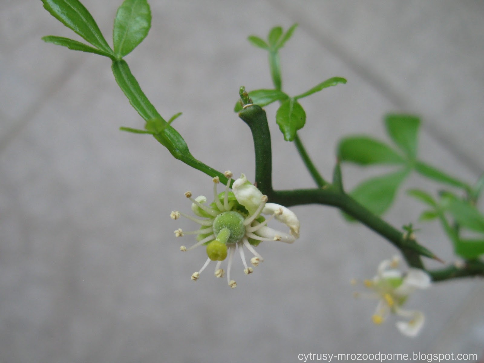 Cytrusy Mrozoodporne: Poncirus Trifoliata "Flying Dragon"