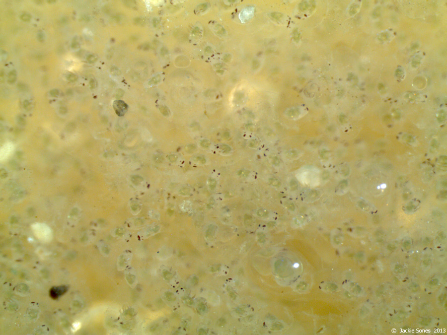 The Natural History of Bodega Head: Mystery blobs