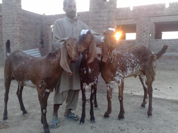 Pakistani Bakras Photos - Pakistan in Photos