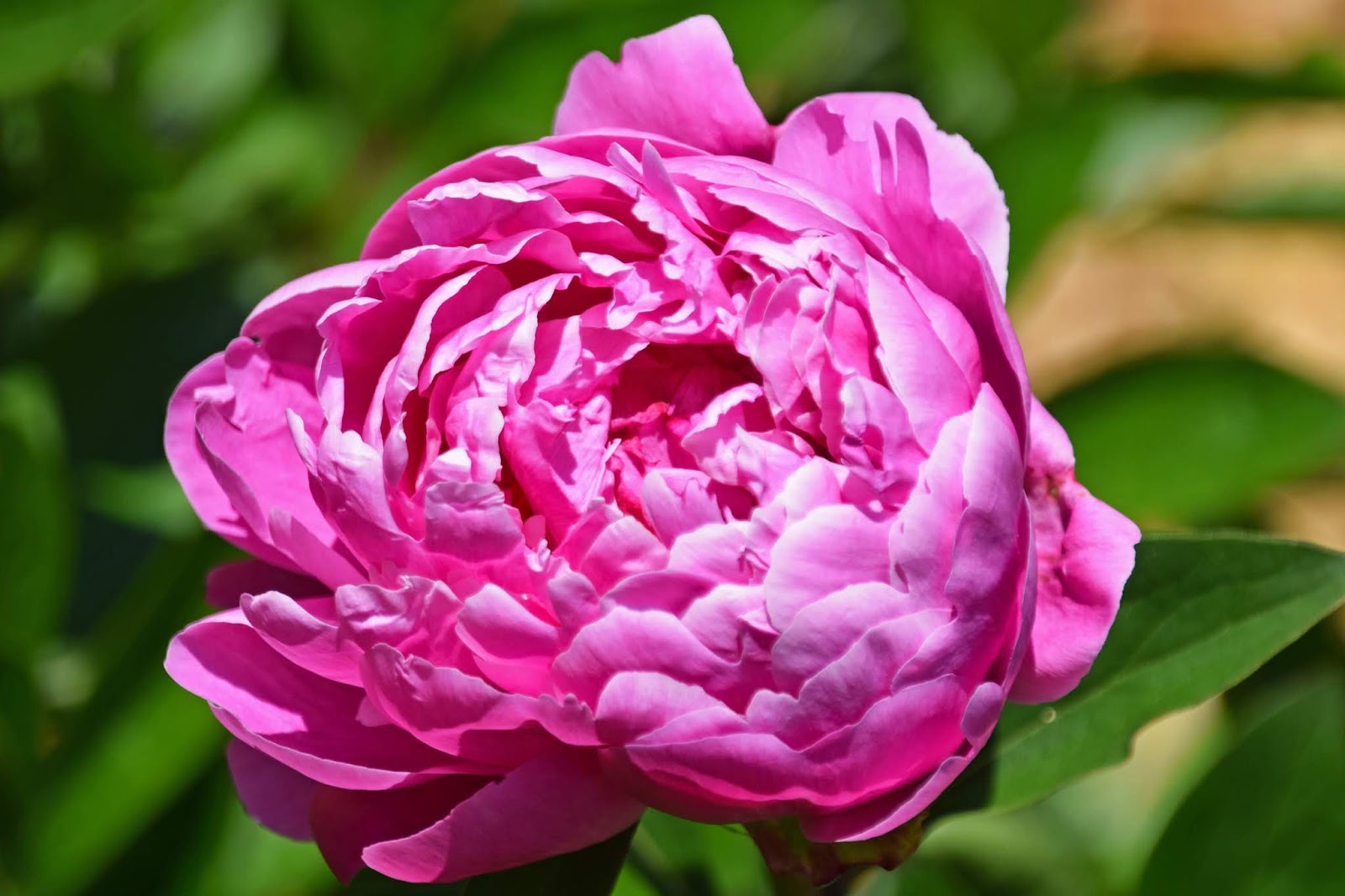 Southern Peony: 2019 Peony Blooms Late Mid Week 5