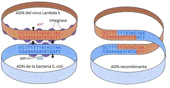 RECOMBINACIÓN DEL ADN