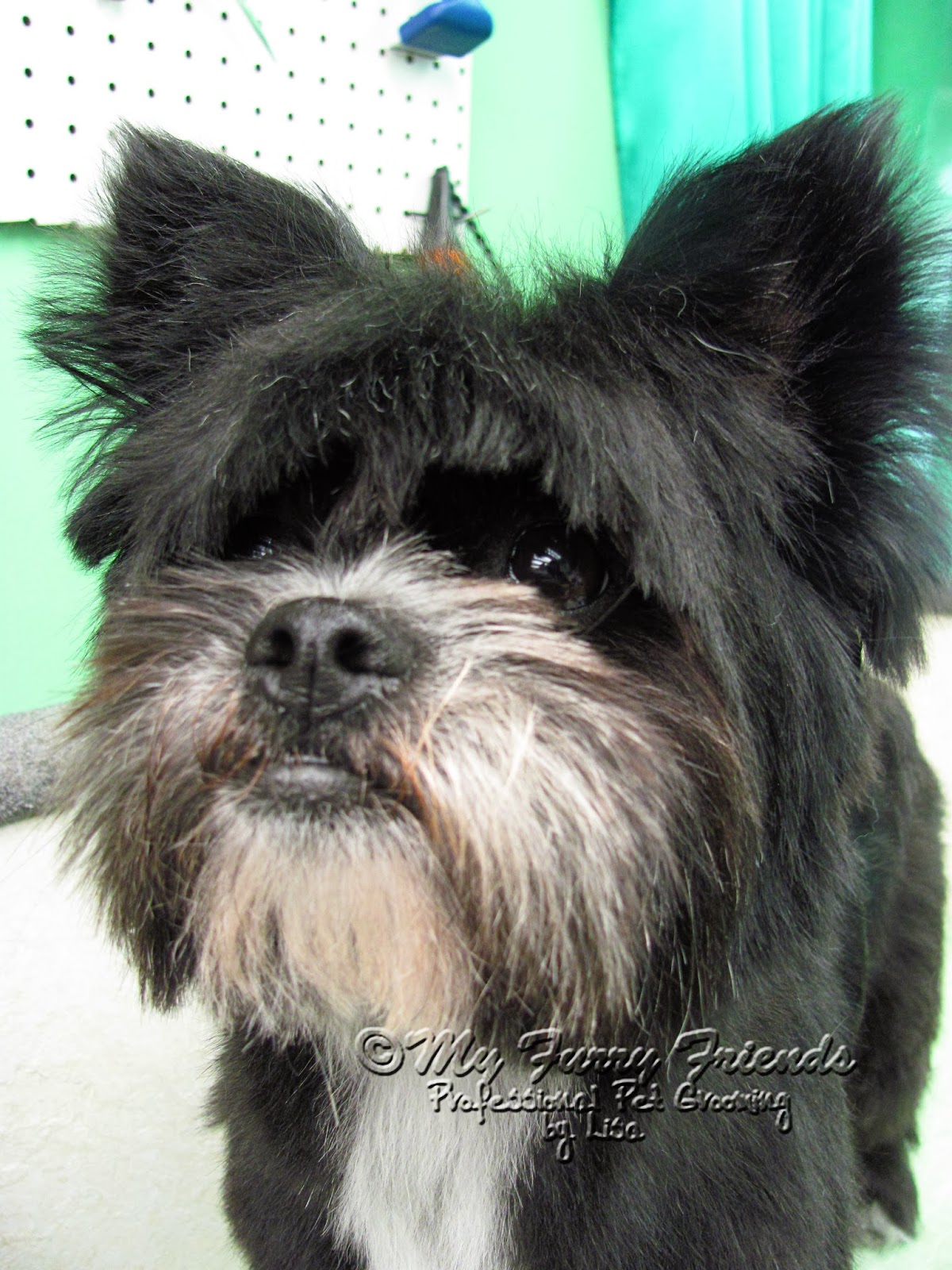 Pet Grooming: The Good, The Bad, & The Furry: Working With Vague ...