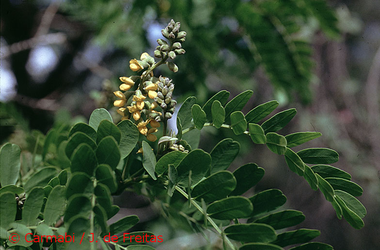 Umari - Geoffroea spinosa