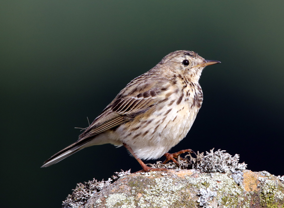 Another Bird Blog: Saturday Sport