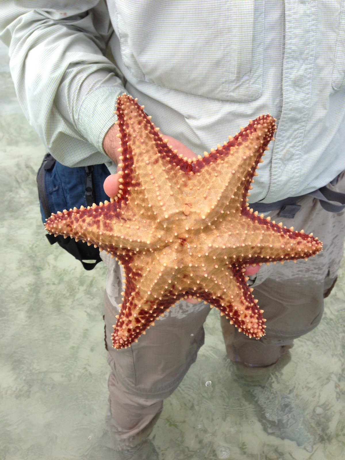 A Glimpse of Nature: Interesting Starfish