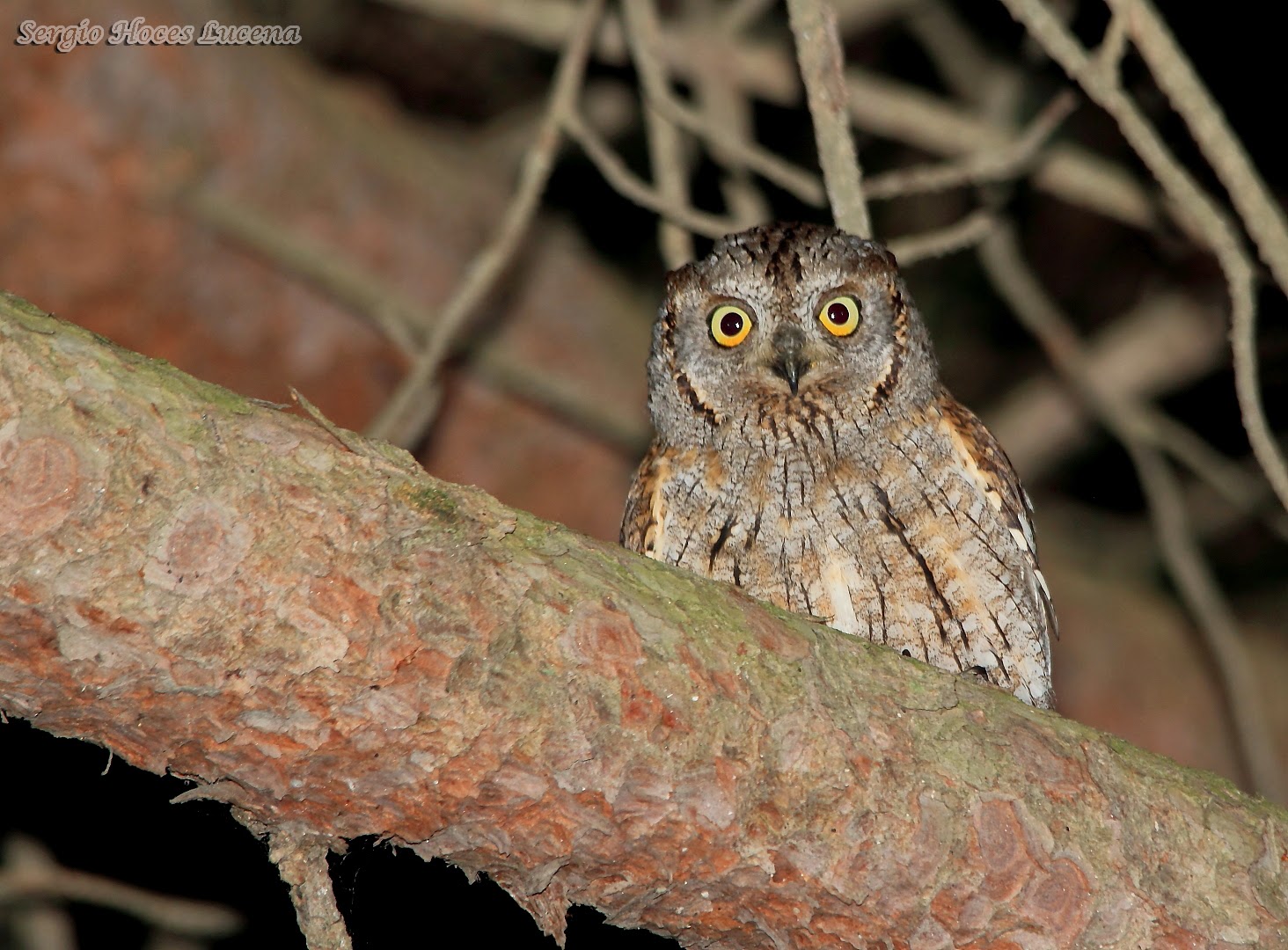 Viajes, Salidas, Naturaleza, (Fotografía).: Autillo (Otus Scops).