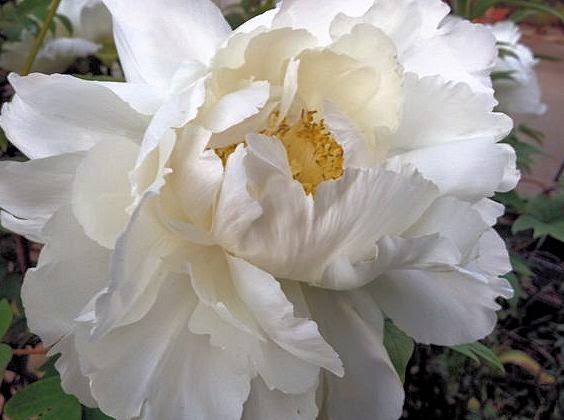 A GUIDE TO NORTHEASTERN GARDENING: Peony-Spring Splendor in the Garden