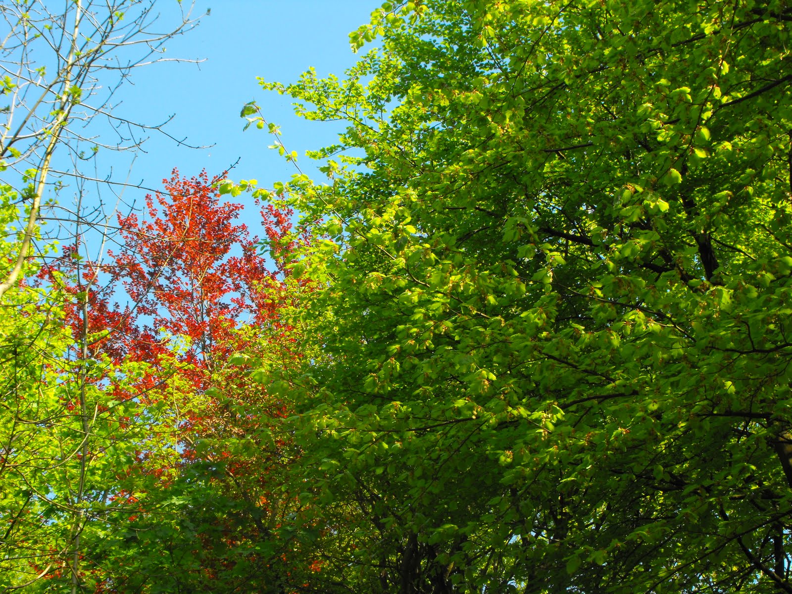 The bluebells of High Elms | The Anger of a Quiet Man
