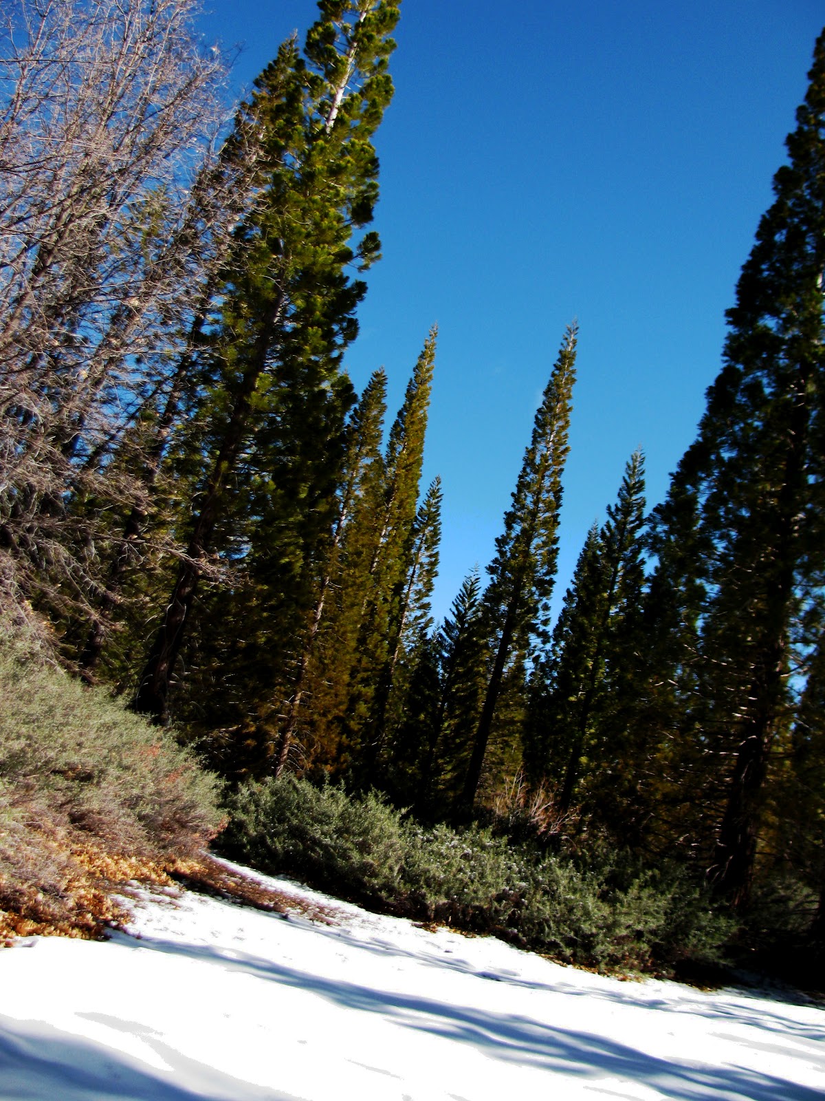 Journey to the Penny Pines Plantation - The Hungry Mountaineer