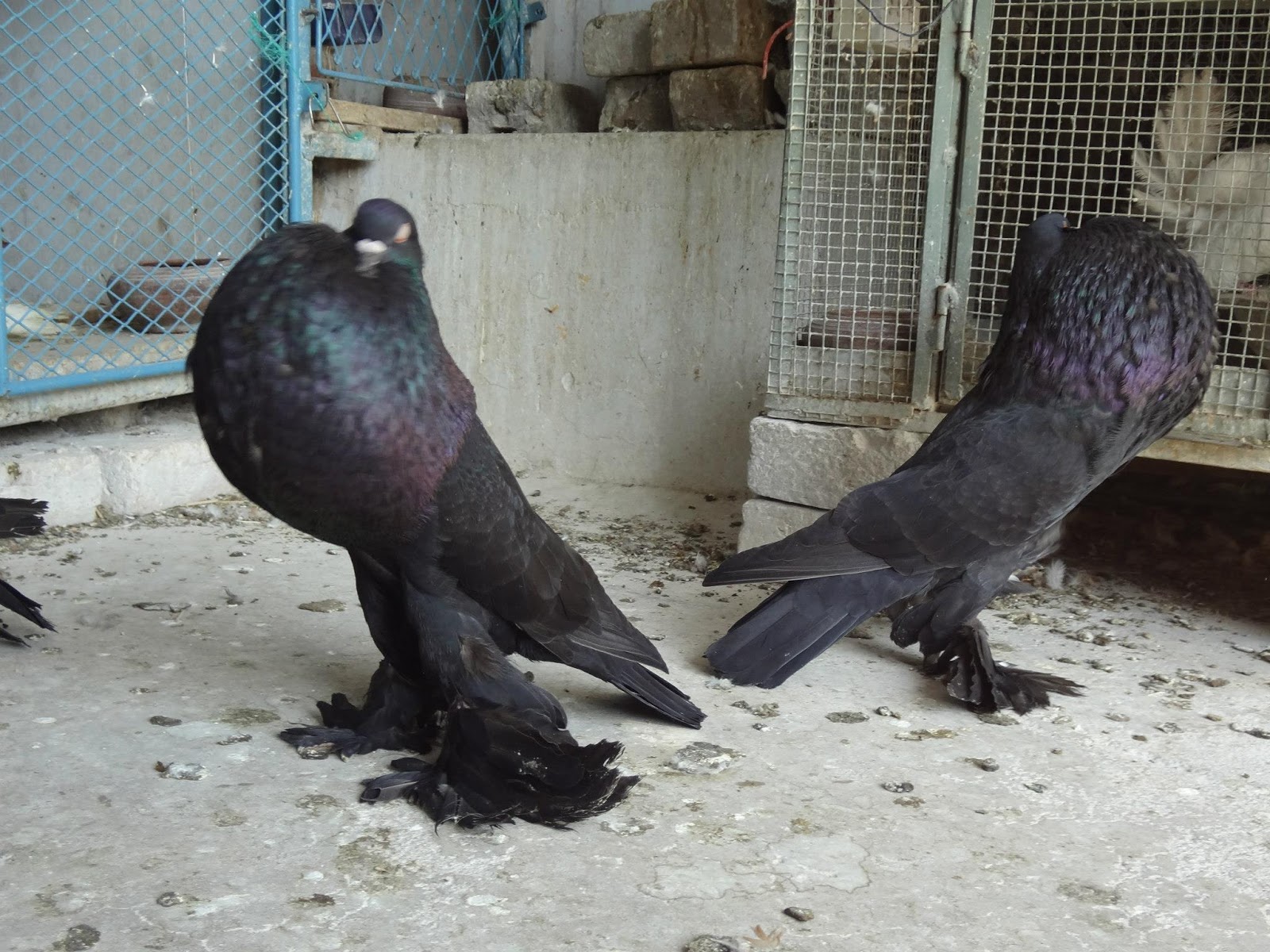 World of Pigeons and Doves: 2016