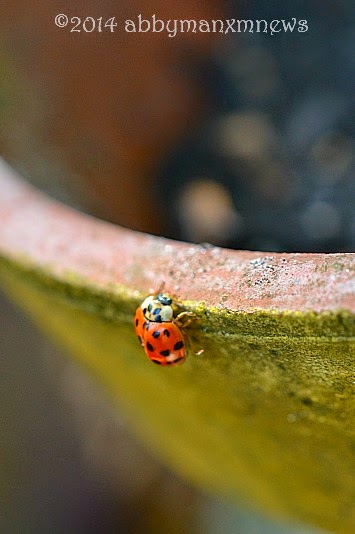 MANX MNEWS: Thankful Thursday : Ladybugs and Things