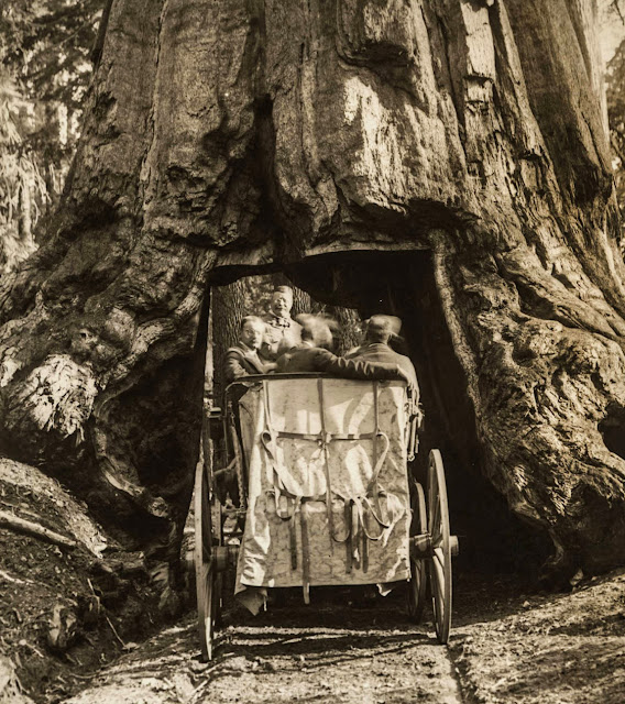 President Theodore Roosevelt at the Wawona Tunnel Tree, Sequoia ...